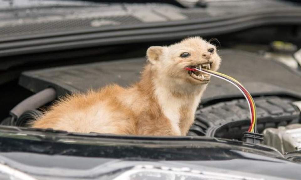 MOTOR-TALK - Europas größte Auto- und Motor-Community!