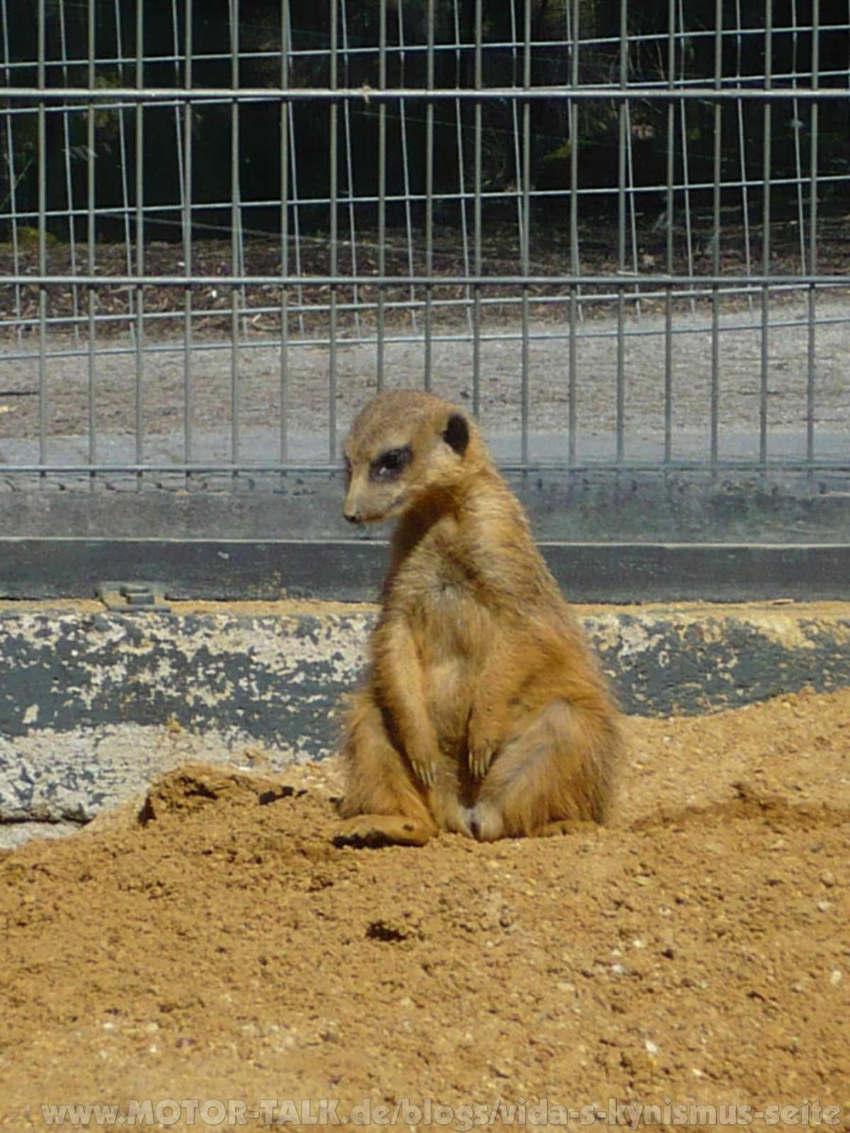 Ausfllugtipp - Tierpark Fauna in Solingen : vida´s kynismus seite