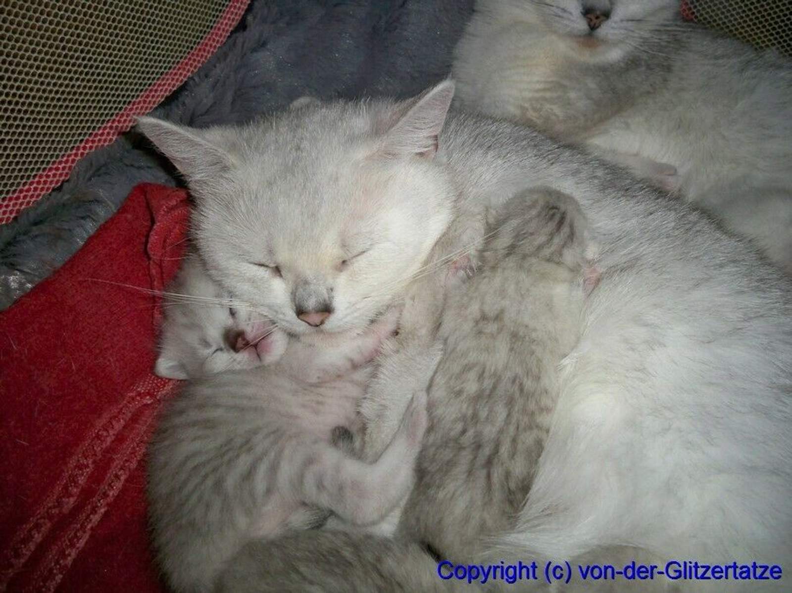 Gina-snow-n-o-wurf-8 : Gut versichert? oder Muss denn alles versichert ...