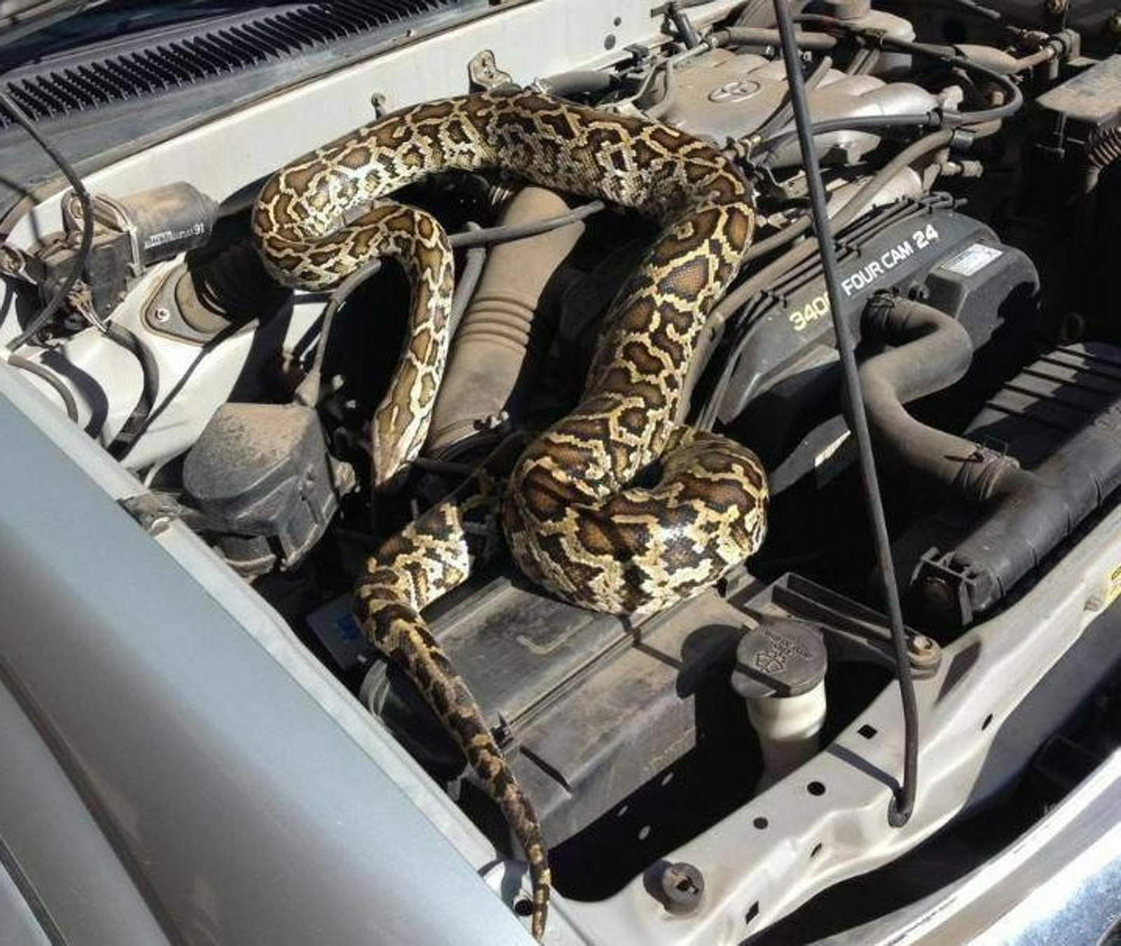 Python blockiert Auto in Bochum | Auto News