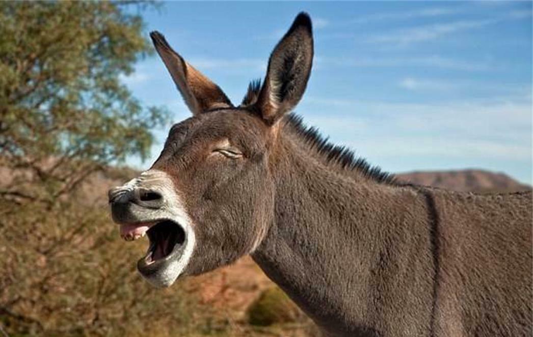 Magarac-shrek : Toms Diskusions - Ecke : max.tom : #208345739