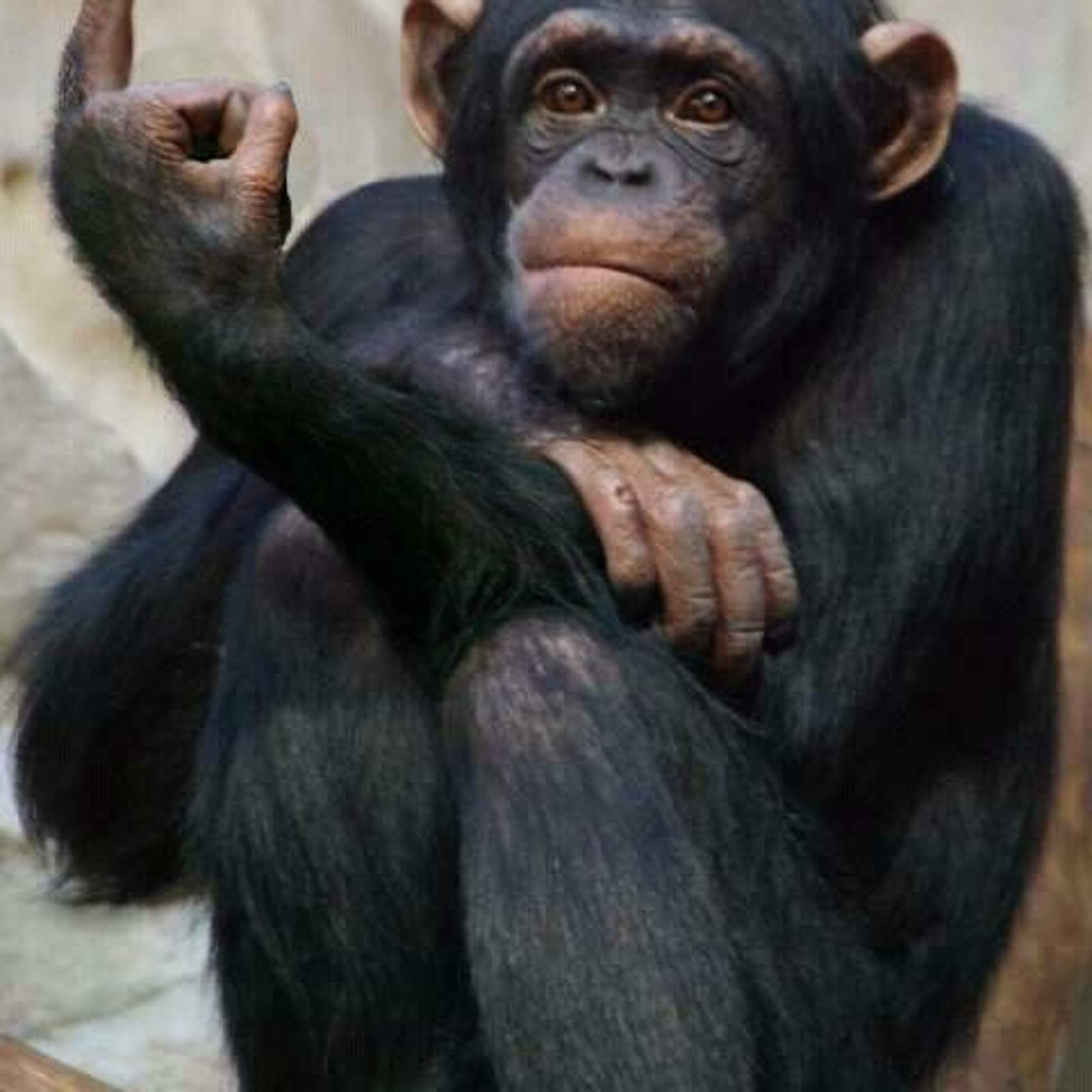 Fuck-you-monkey : Die schönsten Caddybilder : VW Caddy : #208971503