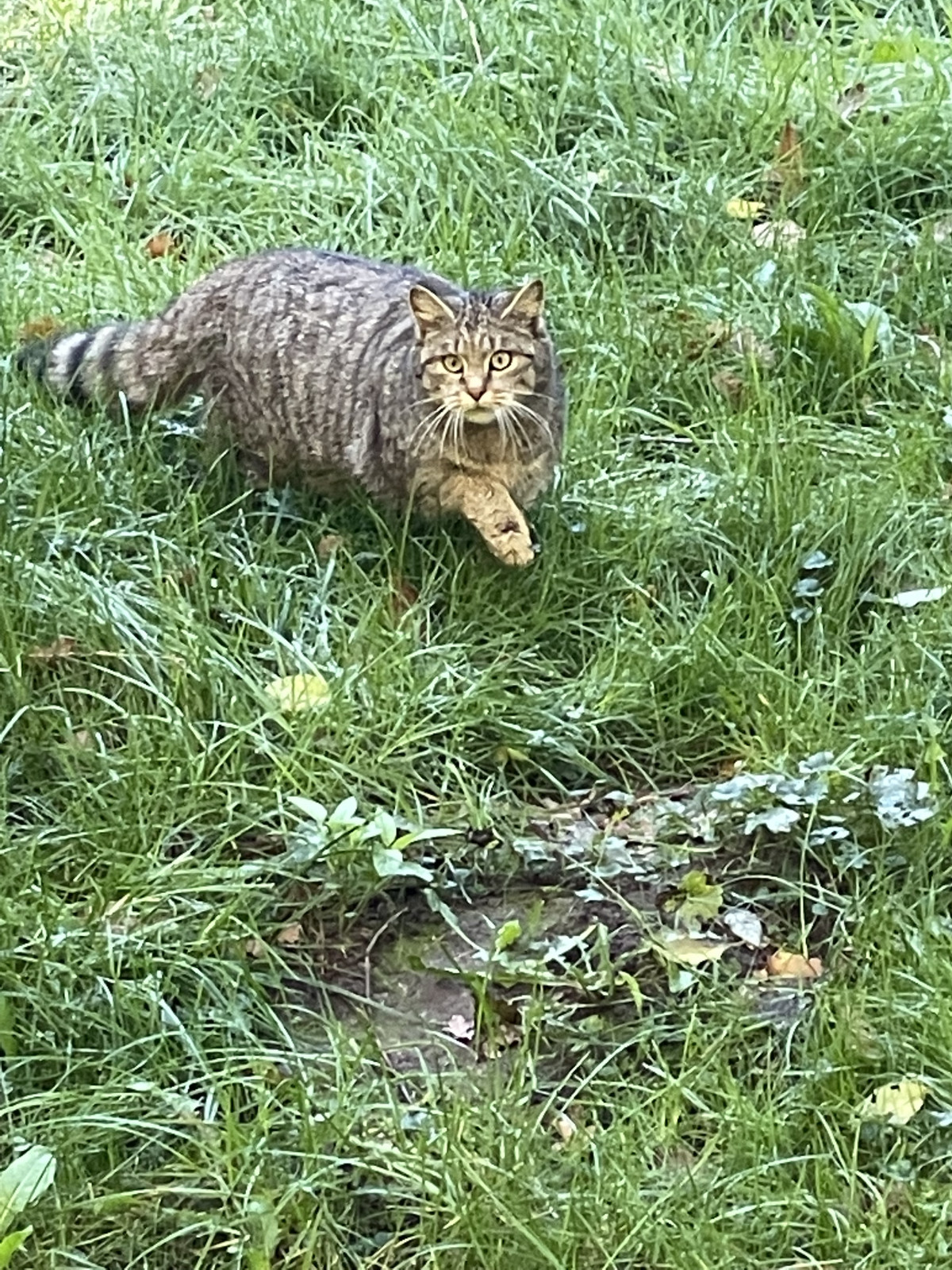 36d52825-aee9-4745-a7c8-257c9ba1dd9f : Der Taucher hat nen Kater ...